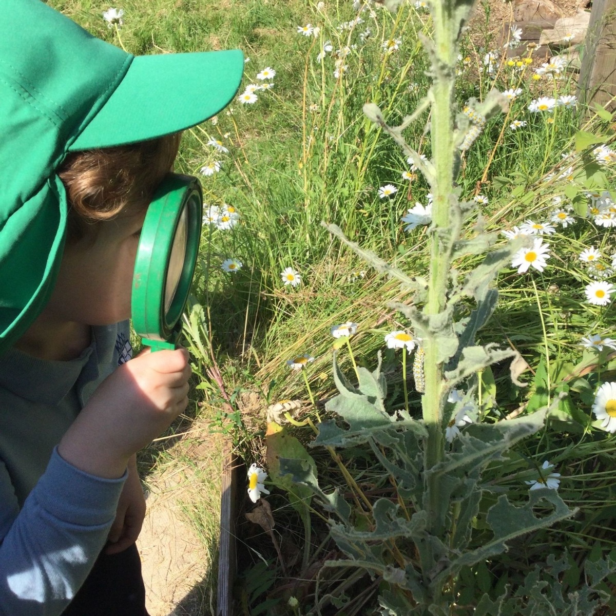 Warwick Preparatory School - Bug Finding at Forest School
